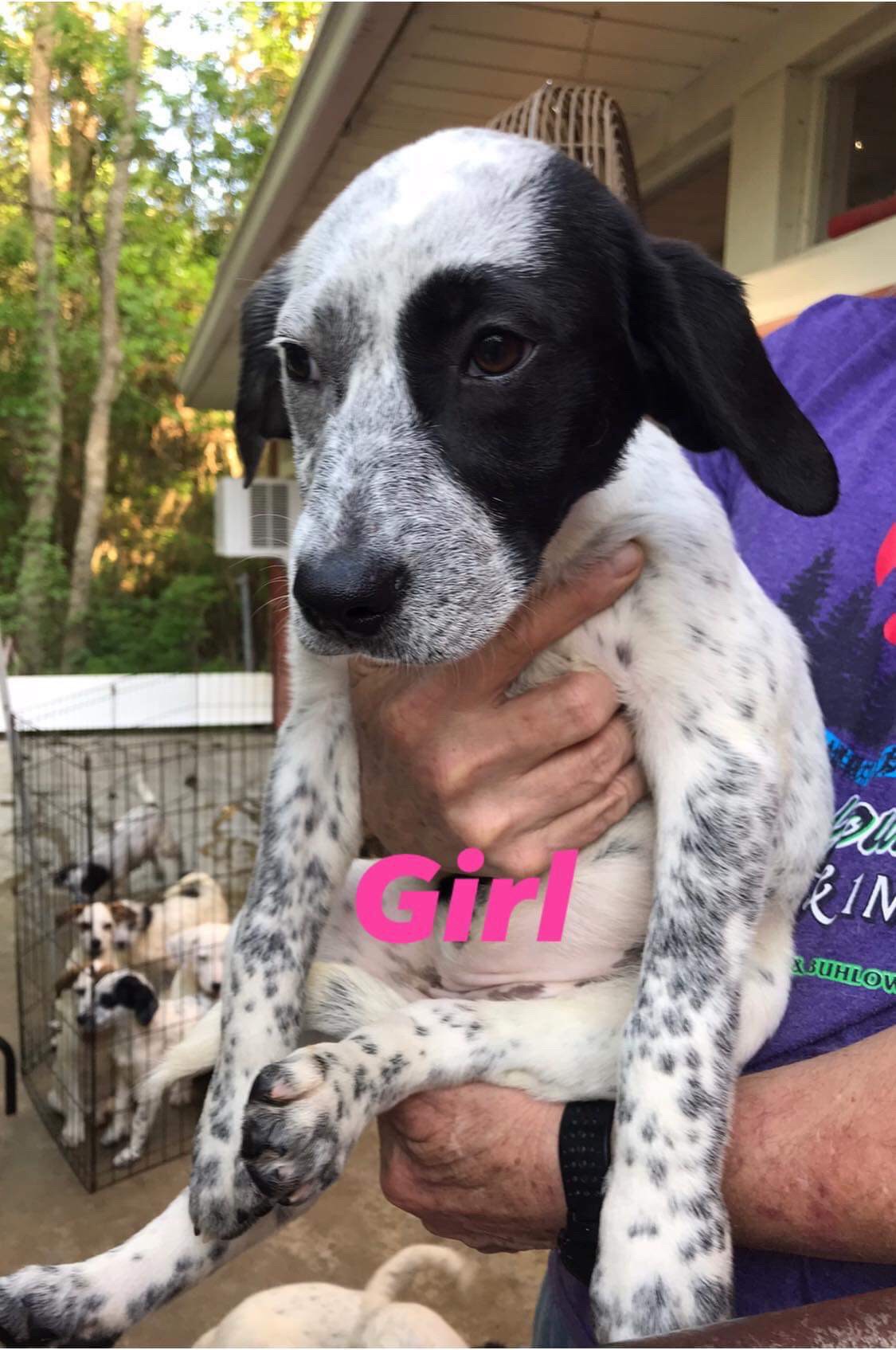 SAVING LIVES IN THE HEART OF CRISIS - Helen Woodward Animal Center