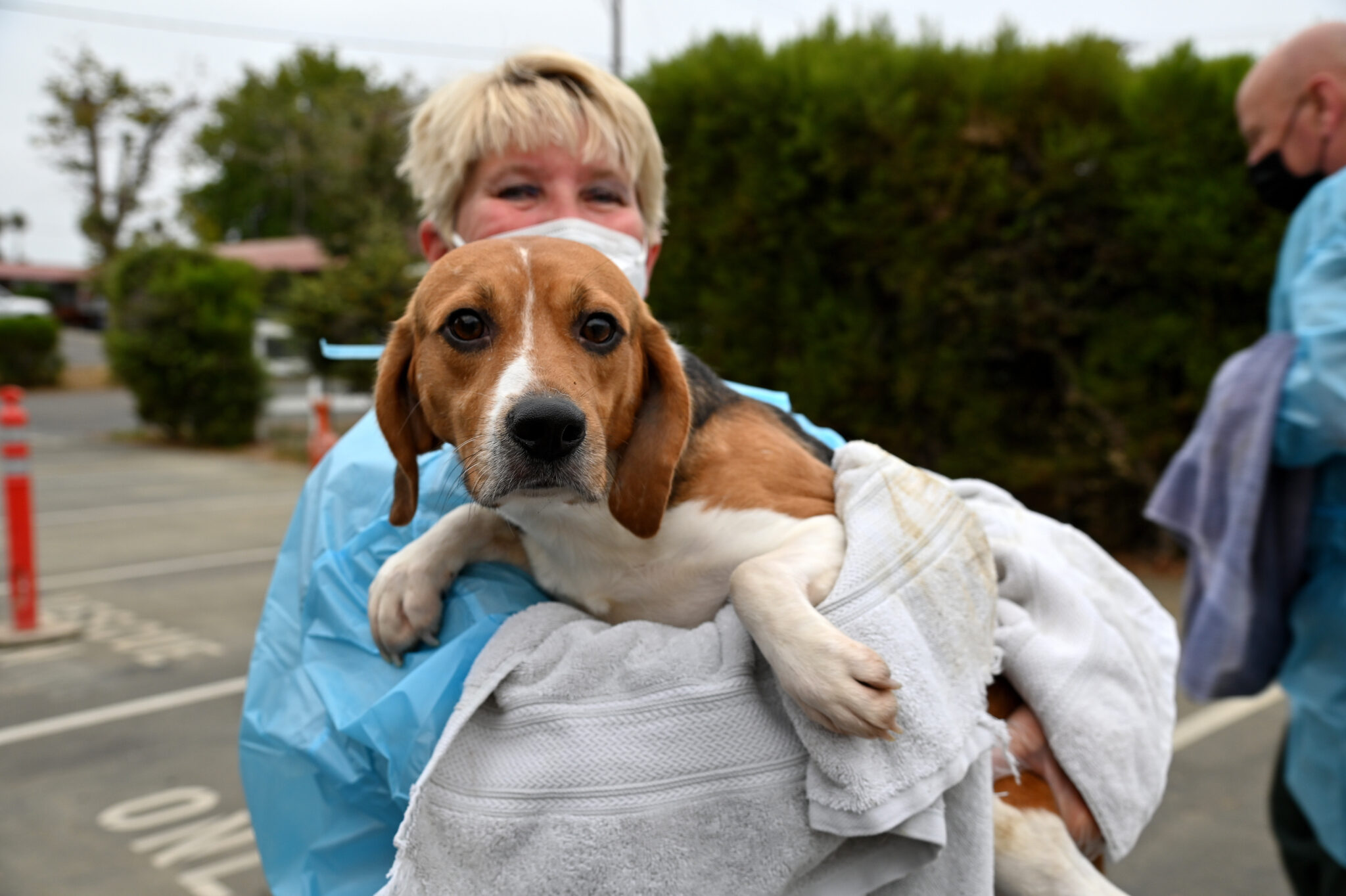 Assisting With Largest Dog Rescue Mission in U.S. - Helen Woodward ...