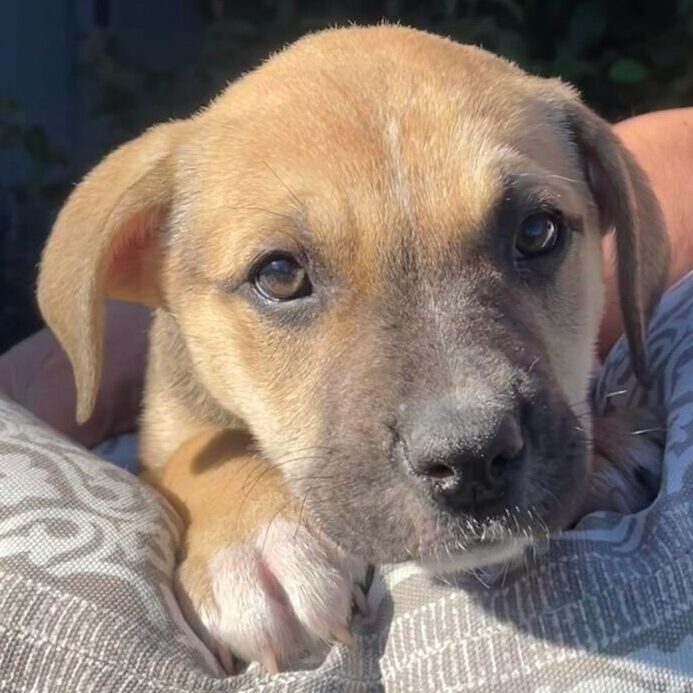 Our Blog - Helen Woodward Animal Center
