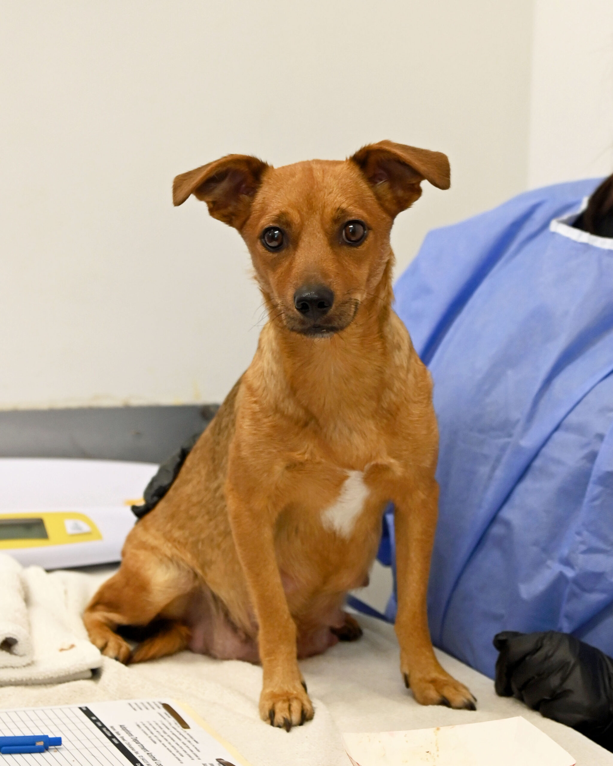 Bebe and Babies - Helen Woodward Animal Center