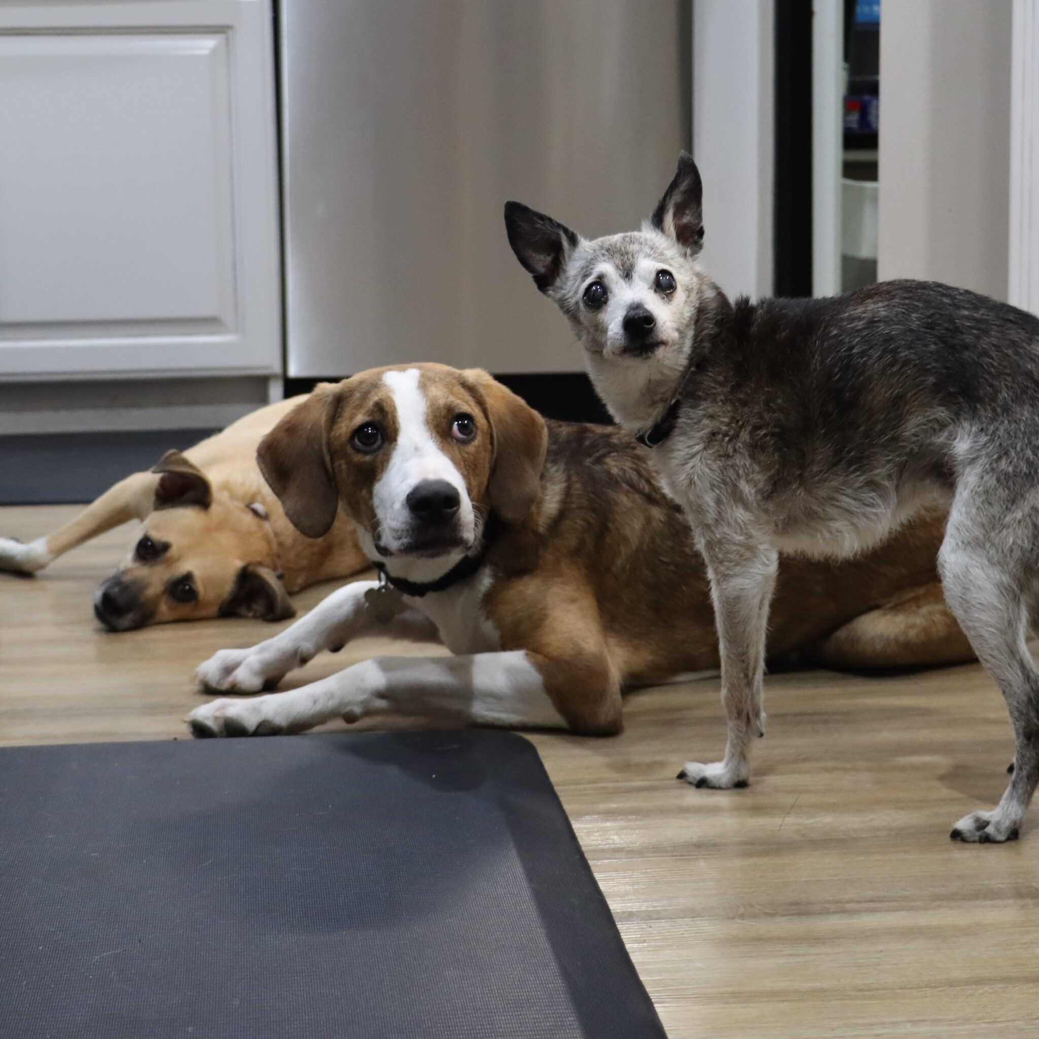 Dogs For Adoption in San Diego - Helen Woodward Animal Center